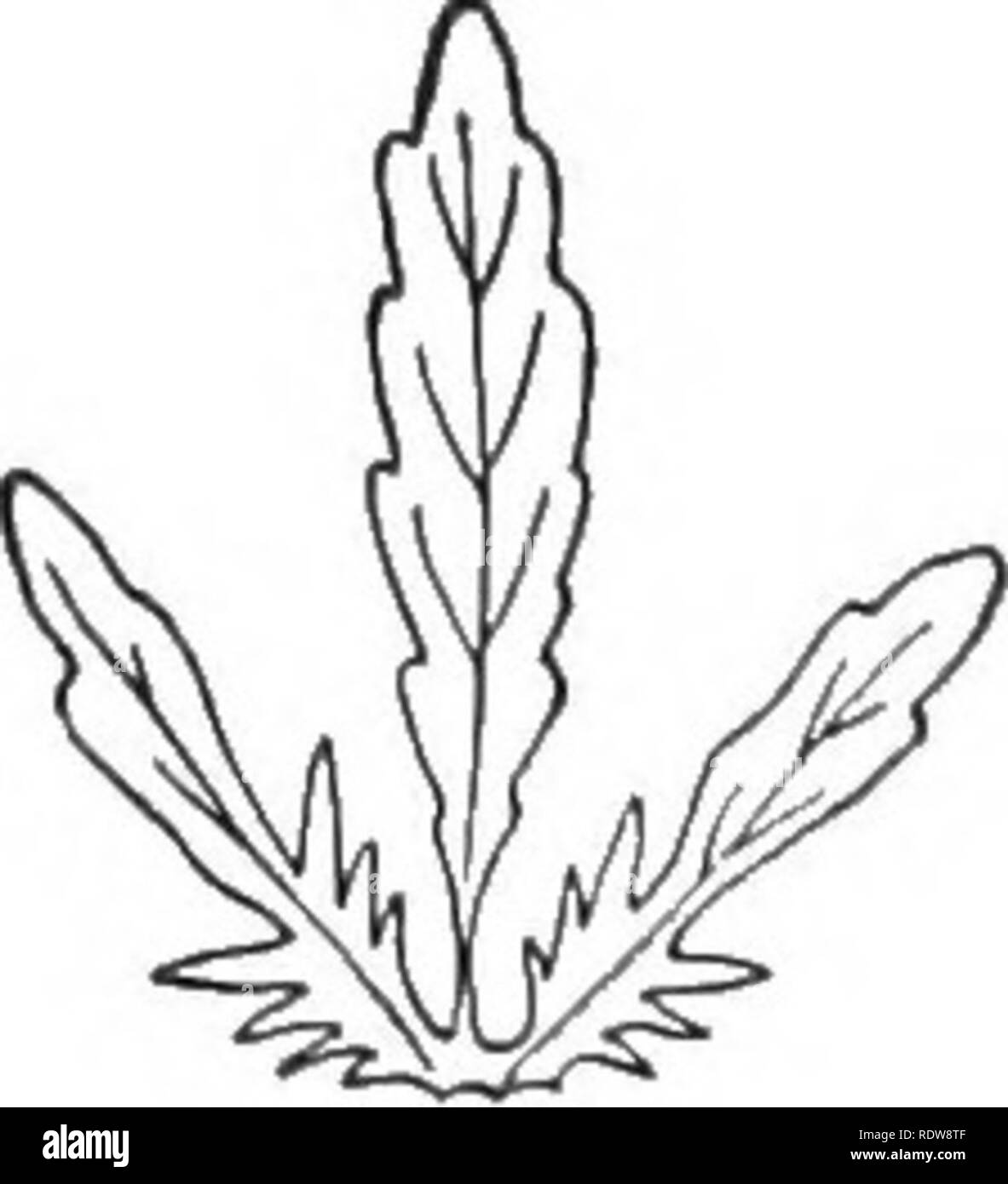 Trifoliate compound leaves Black and White Stock Photos & Images - Alamy