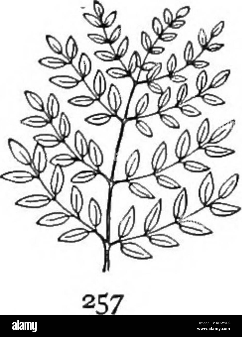 Trifoliate compound leaves Black and White Stock Photos & Images - Alamy