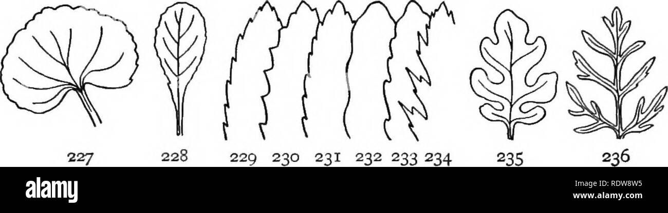 Dentate Leaf Margins High Resolution Stock Photography and Images - Alamy