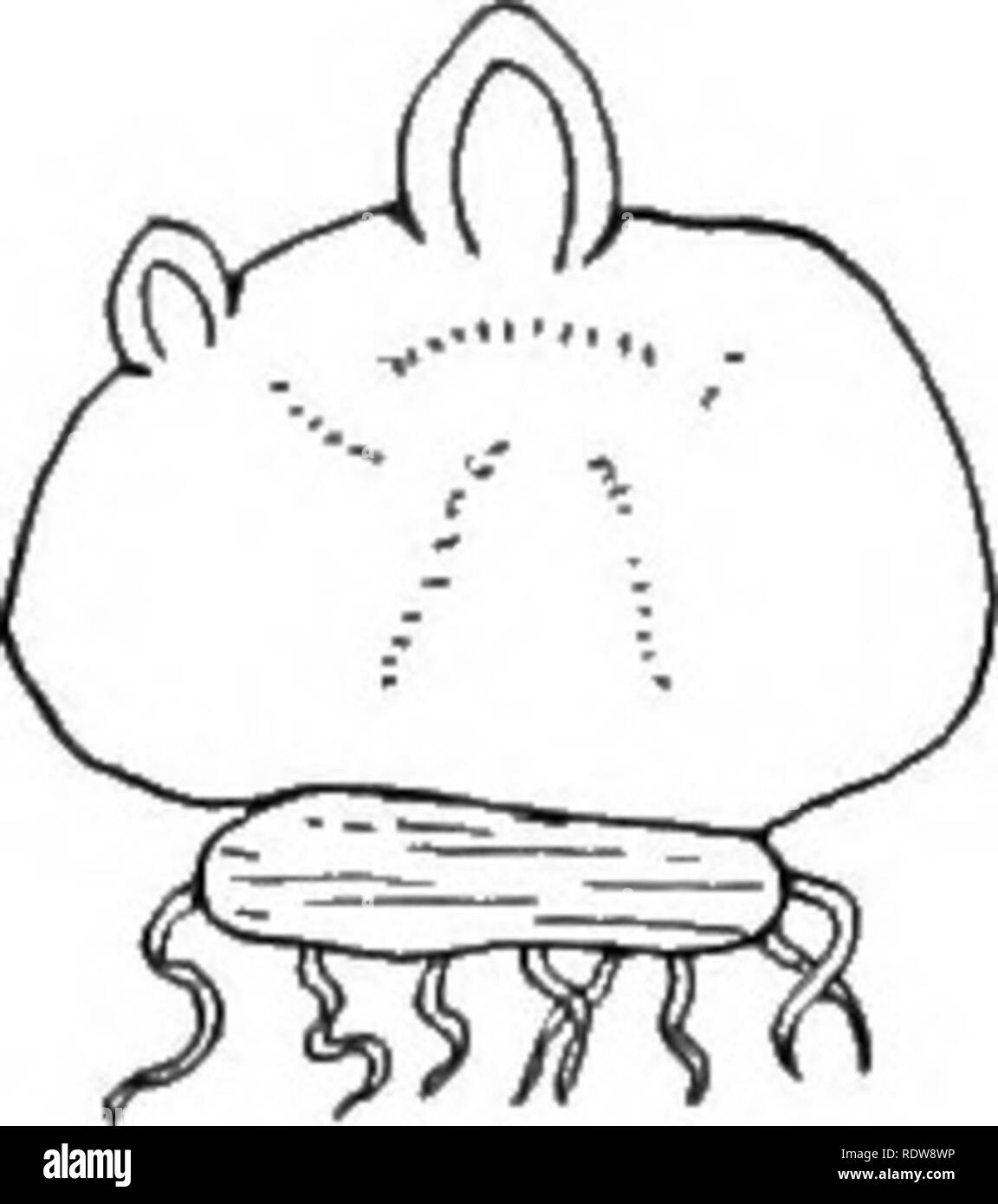 Rhizome images Black and White Stock Photos & Images - Alamy
