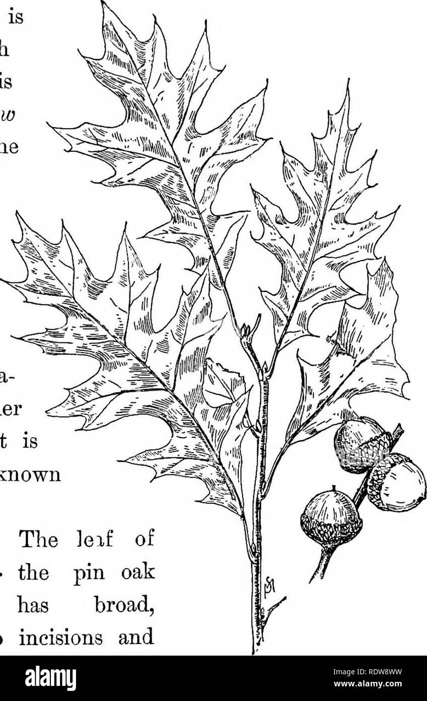 Swamp spanish oak quercus palustris Black and White Stock Photos ...