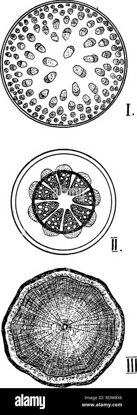 Showing the tree of life Black and White Stock Photos & Images - Alamy