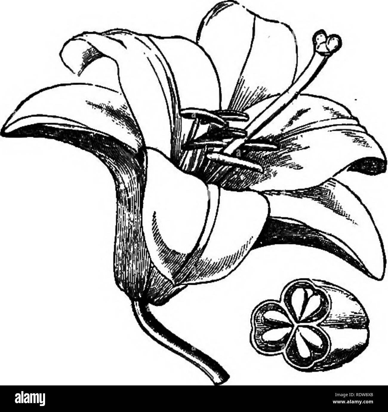 Cross section of angiosperms Black and White Stock Photos & Images - Alamy