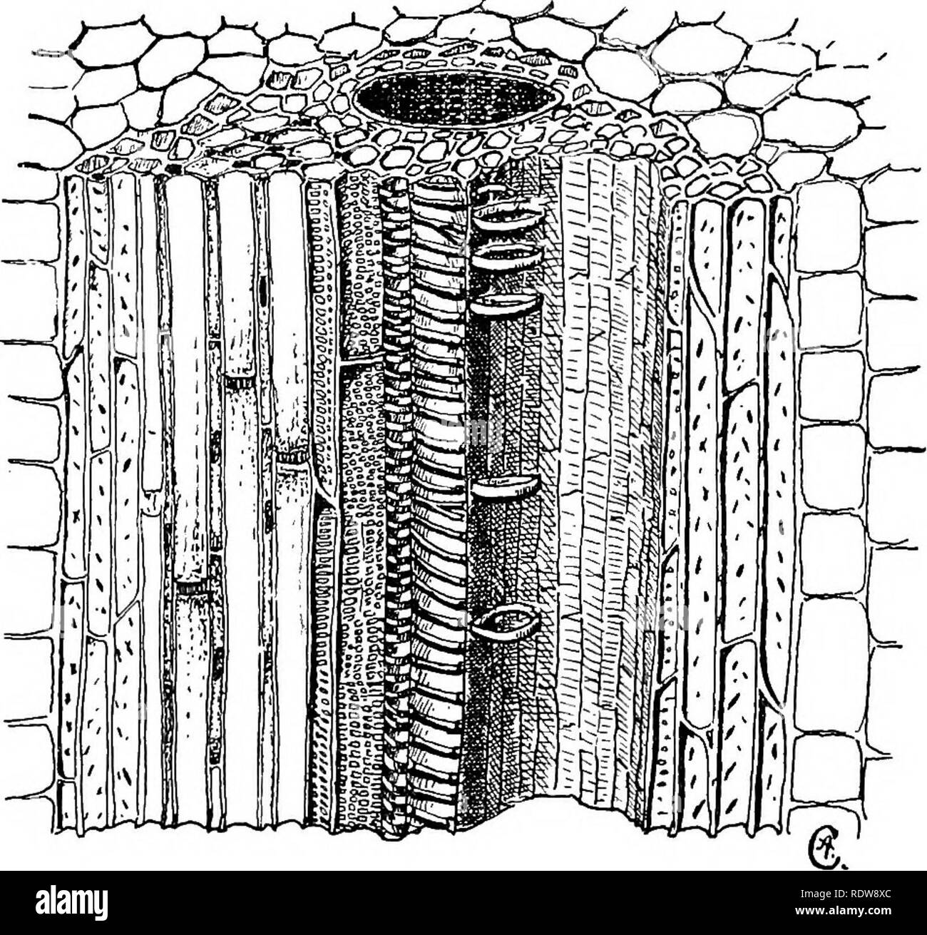 Sieve tubes in plant Black and White Stock Photos & Images - Alamy