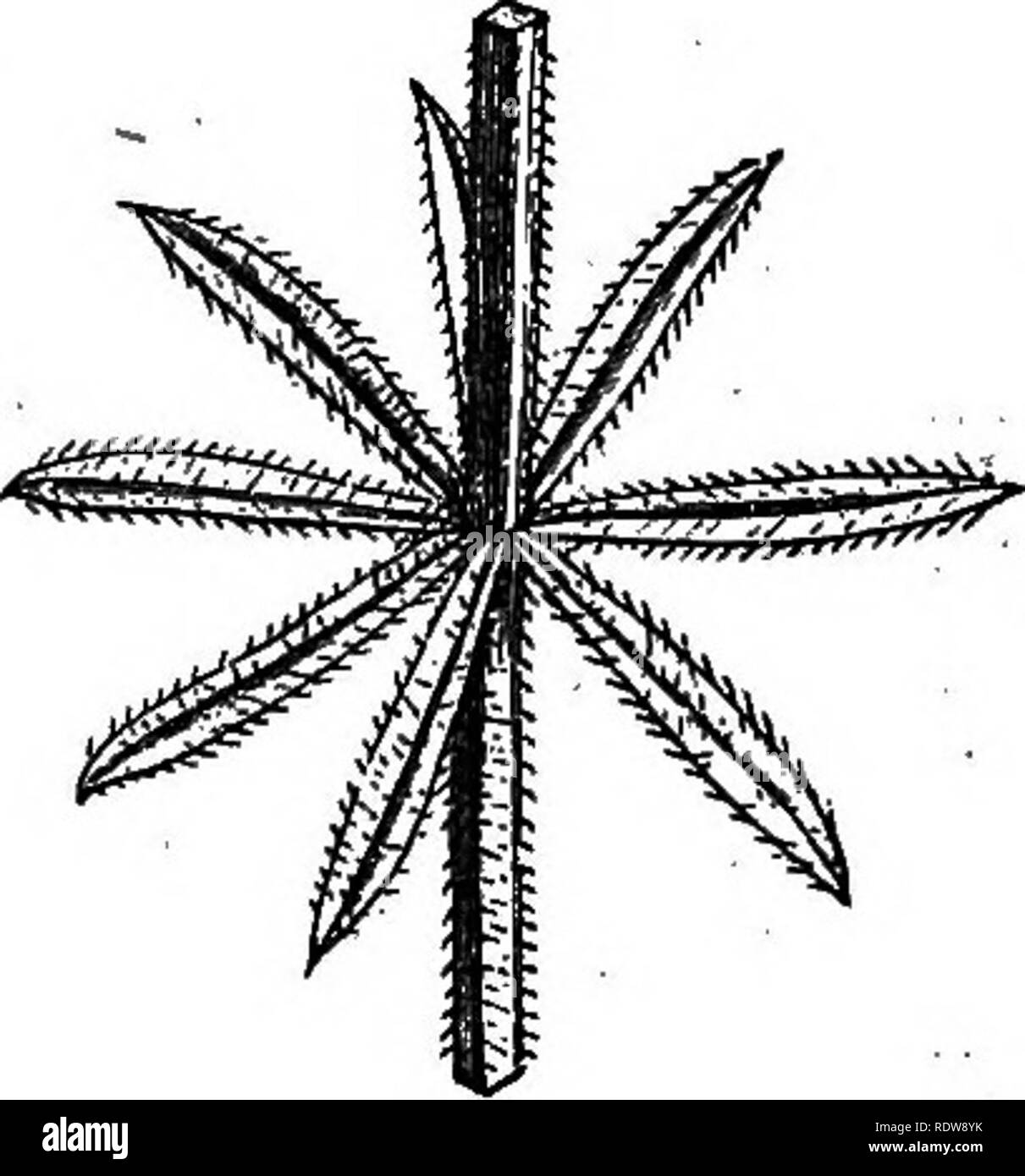 Curved prickles hi-res stock photography and images - Alamy