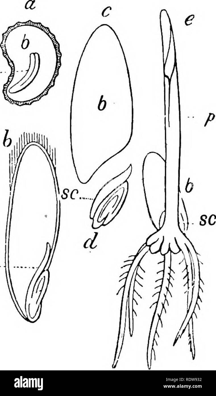 . The life of the plant. Plant physiology. THE SEED 6i (fig. 21 c; b ...