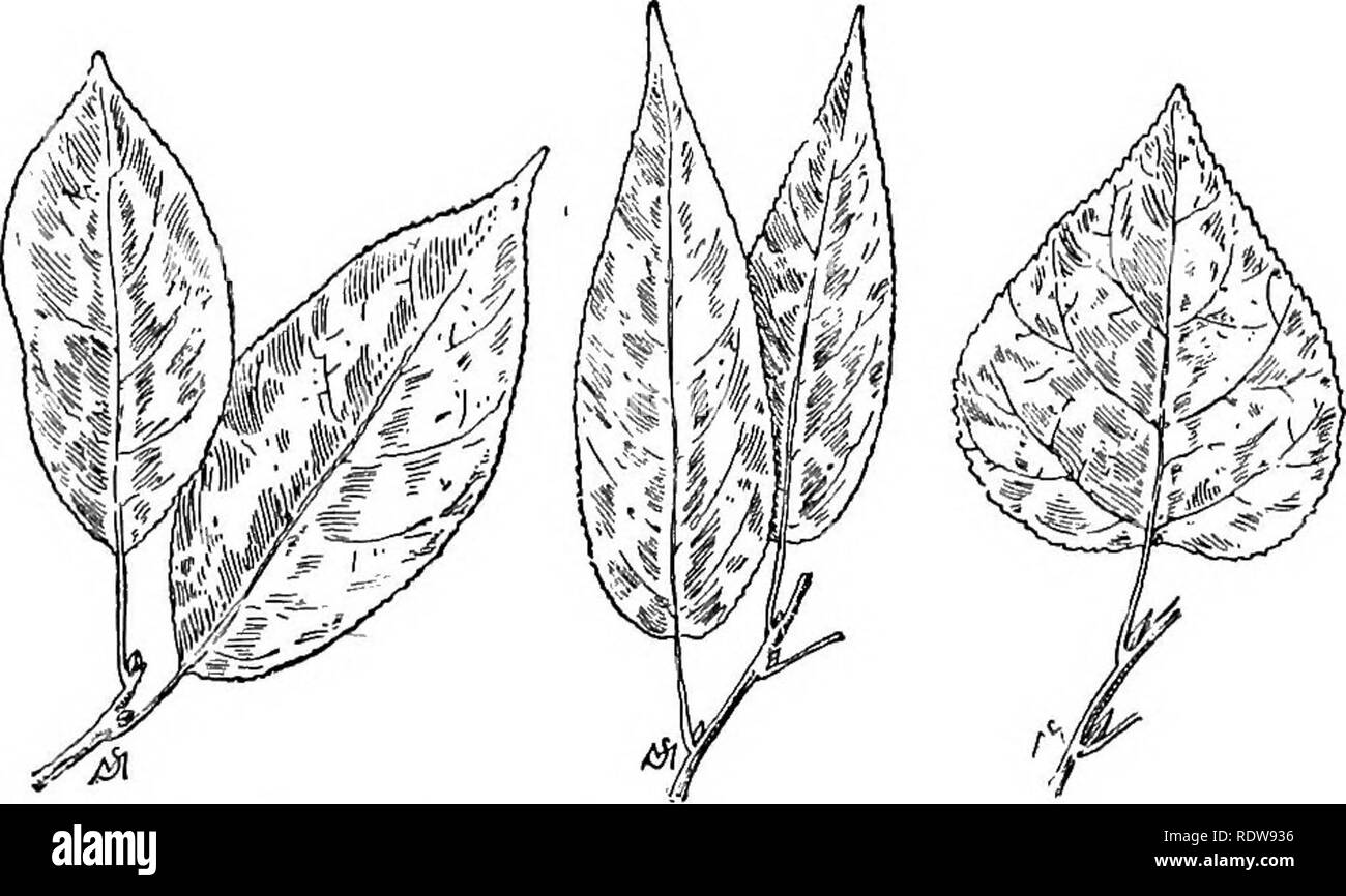 . Familiar trees and their leaves . Trees. 130 FAMILIAR TREES AND THEIR ...