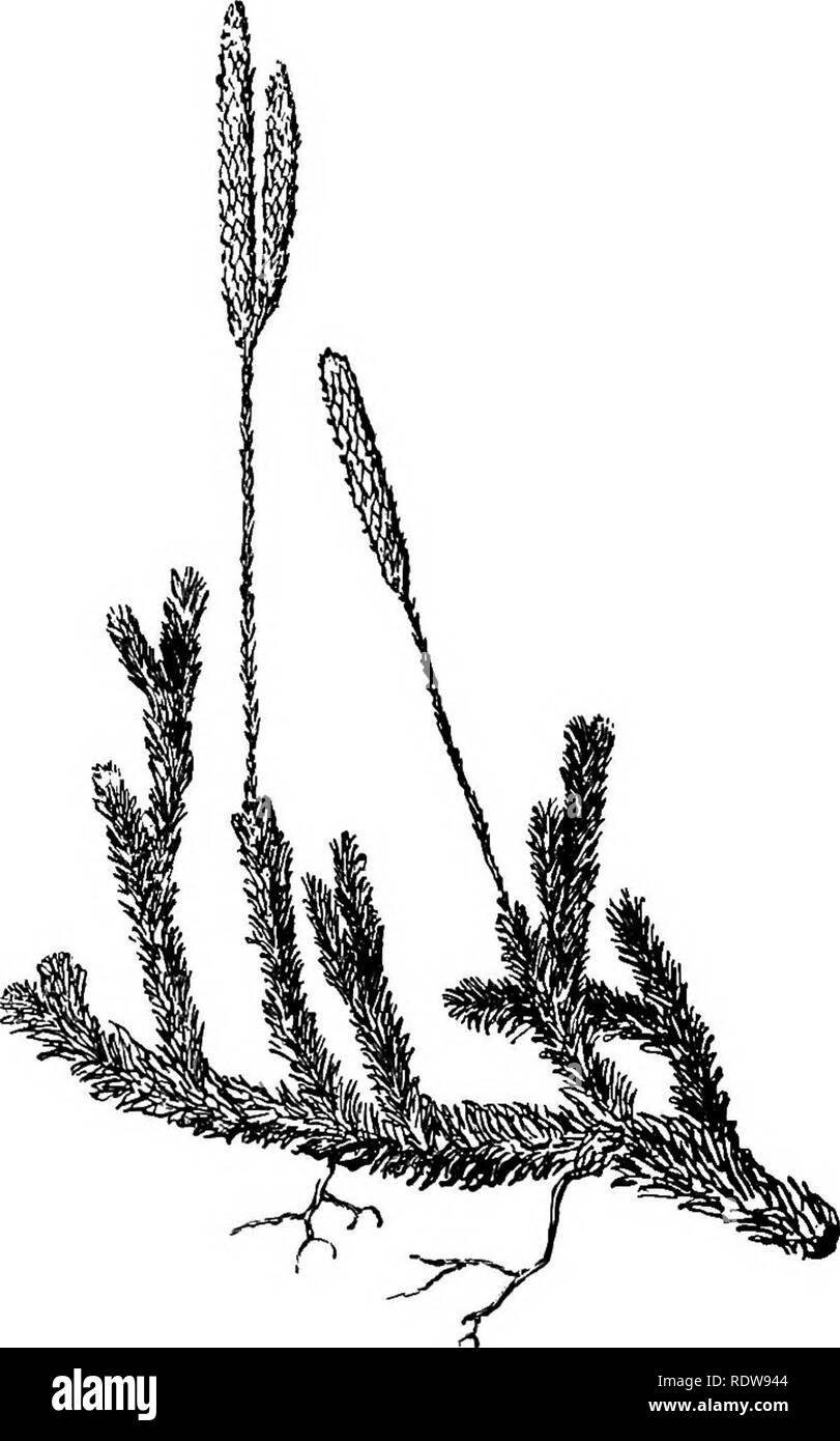 . The life of the plant. Plant physiology. STRUCTURE OF THE PLANT 27 ...