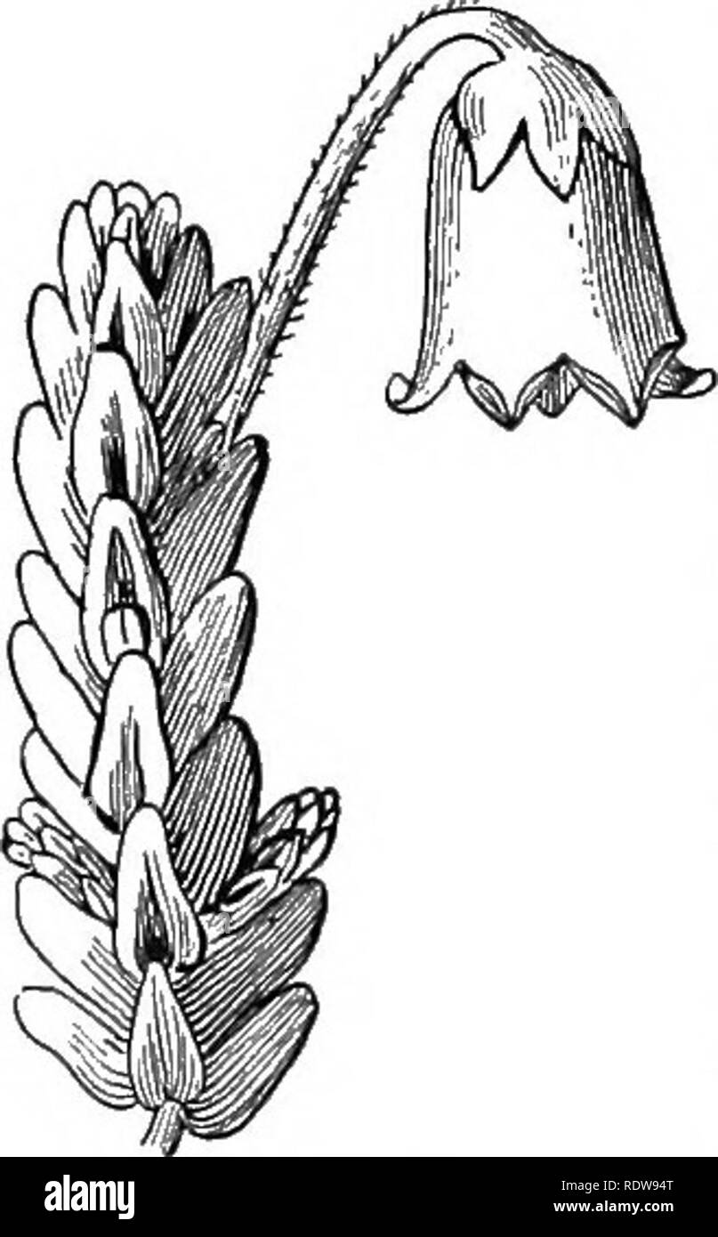 Halophytes desert hi-res stock photography and images - Alamy