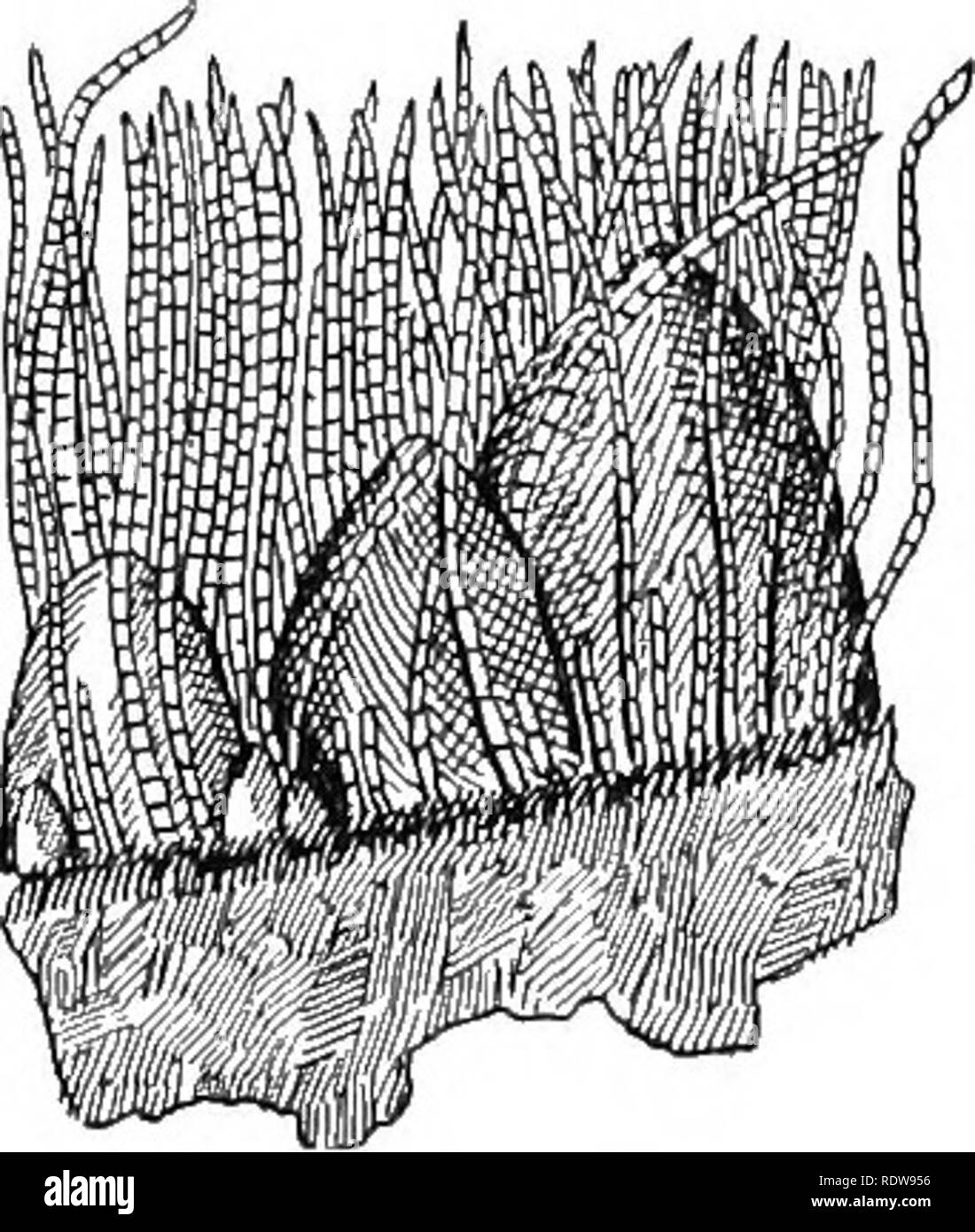 Hydrophytes Black and White Stock Photos & Images - Alamy