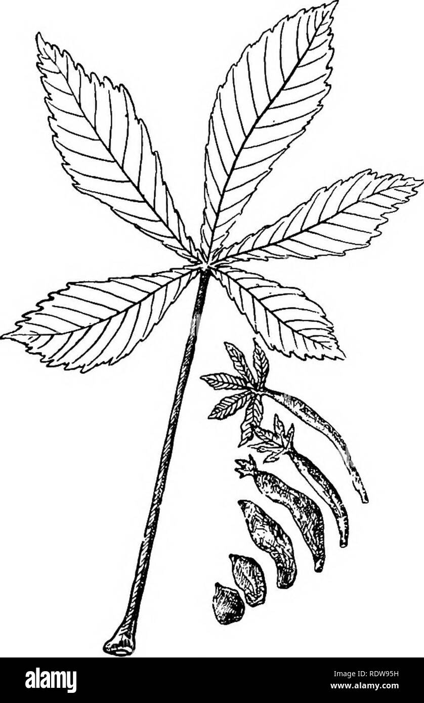 . The life of the plant. Plant physiology. 14 THE LIFE OF THE PLANT ...