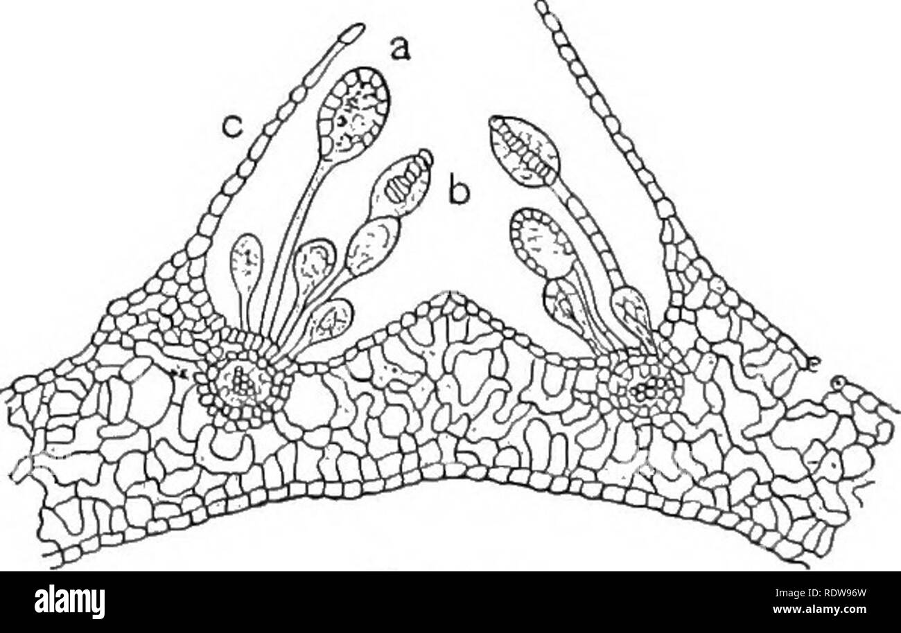 150 different species Cut Out Stock Images & Pictures - Alamy