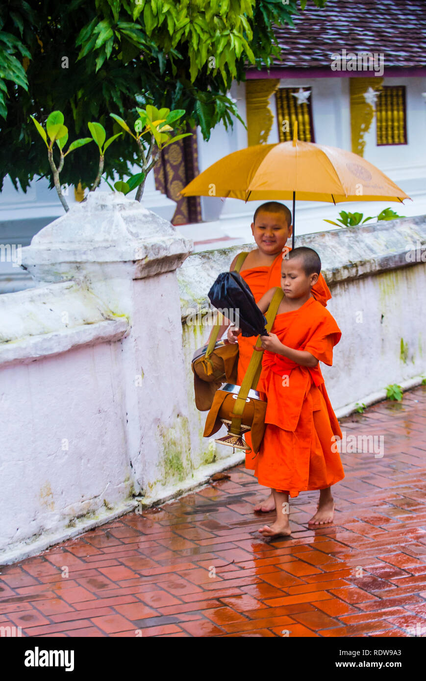 Buddhist alms giving ceremony in Luang Prabang Laos Stock Photo - Alamy