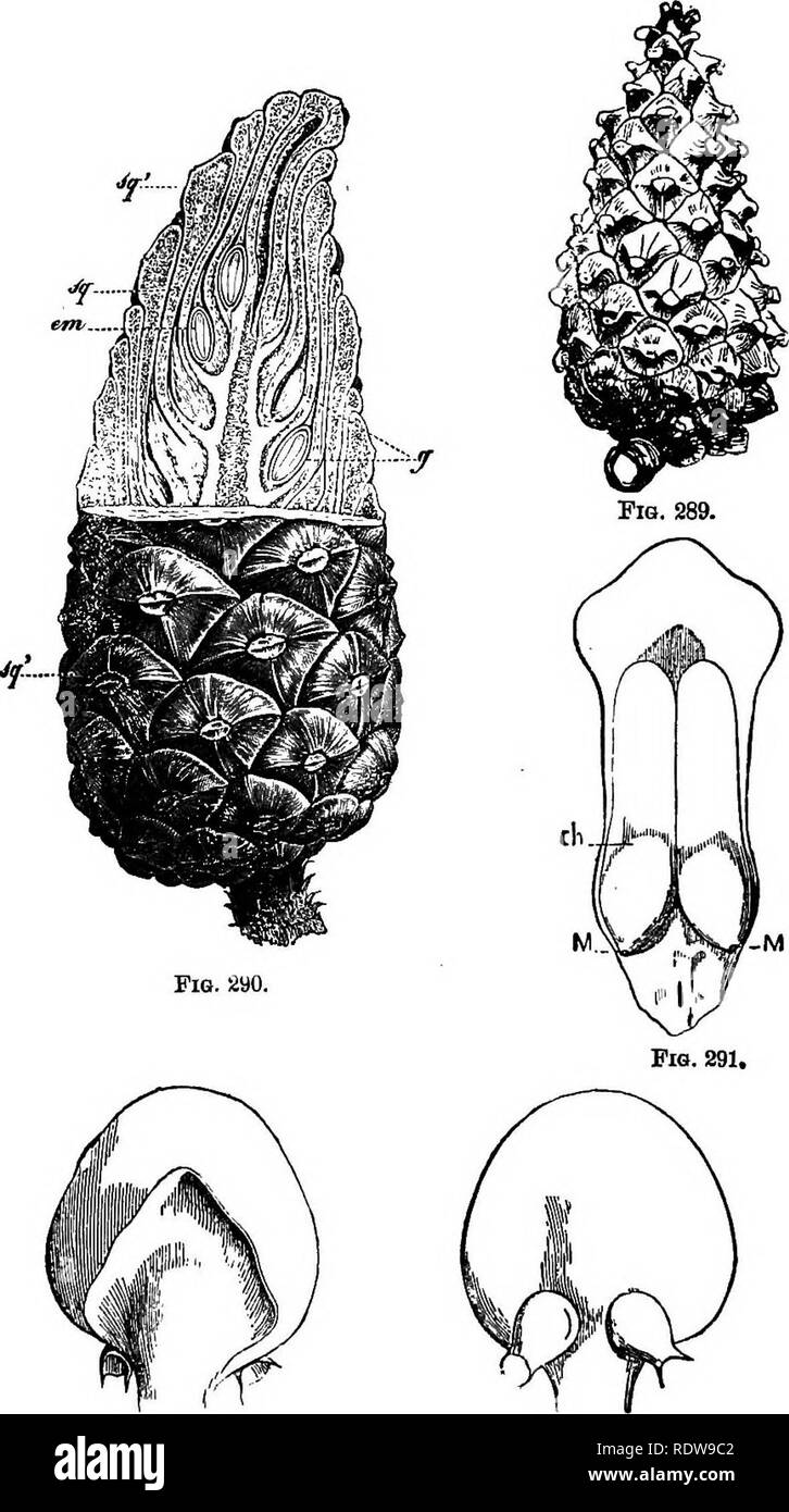 . Botany for high schools and colleges. Botany. 398 BOTANY.. Fig. 292 ...