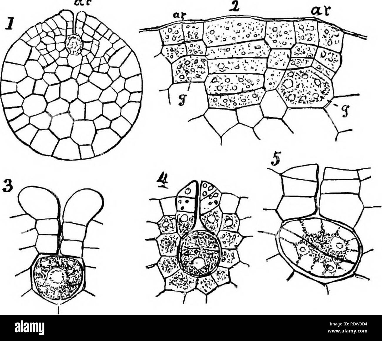 Proth Cut Out Stock Images & Pictures - Alamy