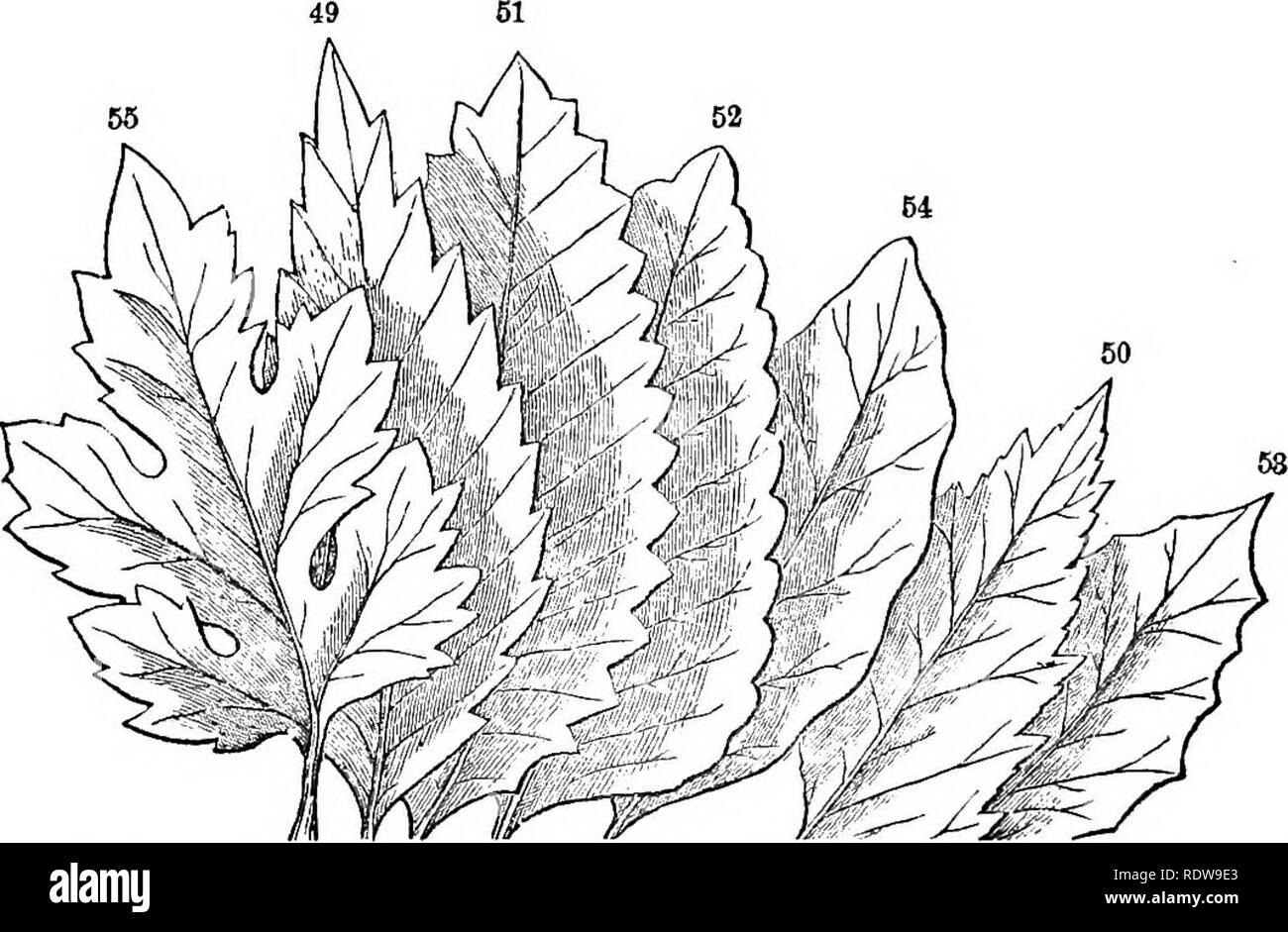. Leaves and flowers : or, Object lessons in botany with a flora ...
