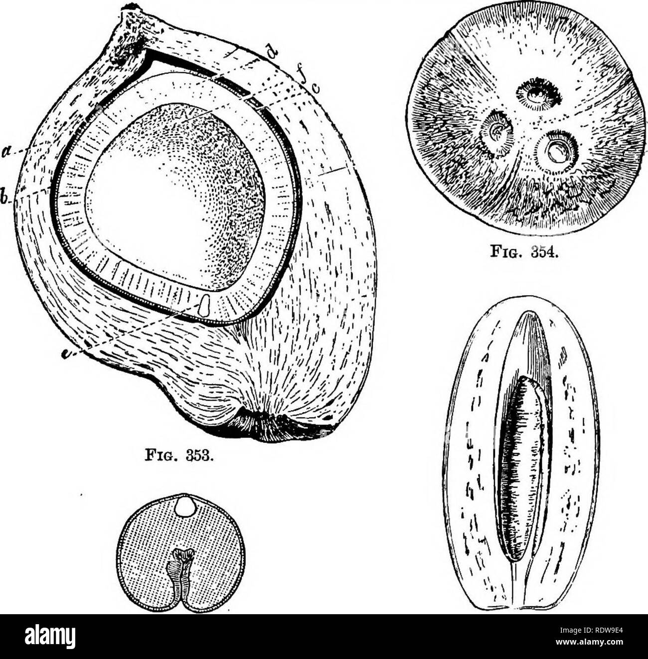 Exocarp Black and White Stock Photos & Images - Alamy