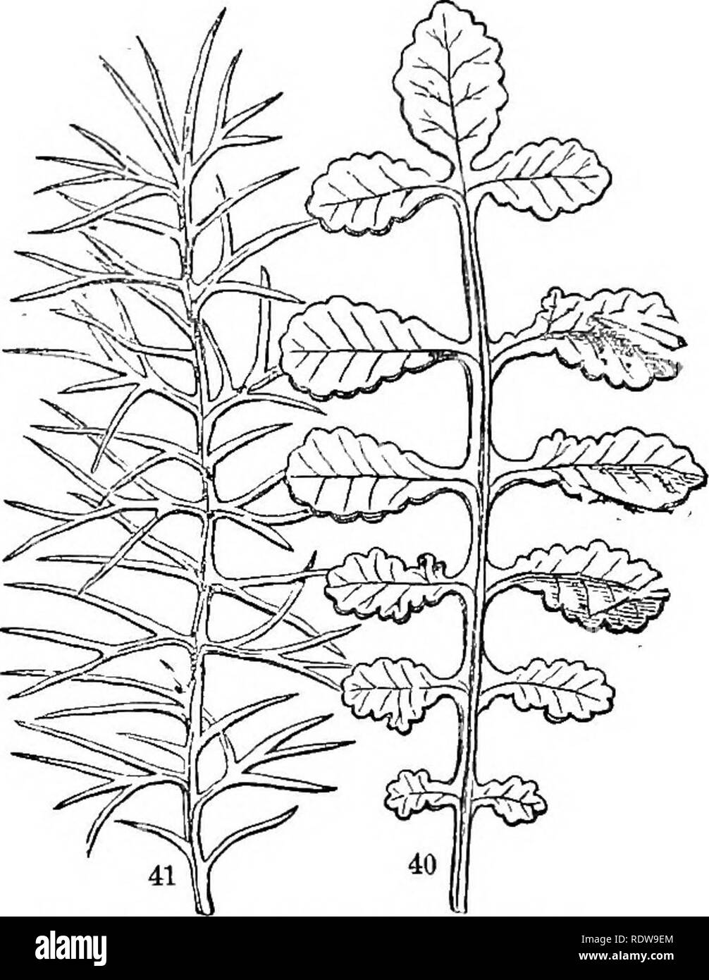 Palmate leaf venation hi-res stock photography and images - Alamy