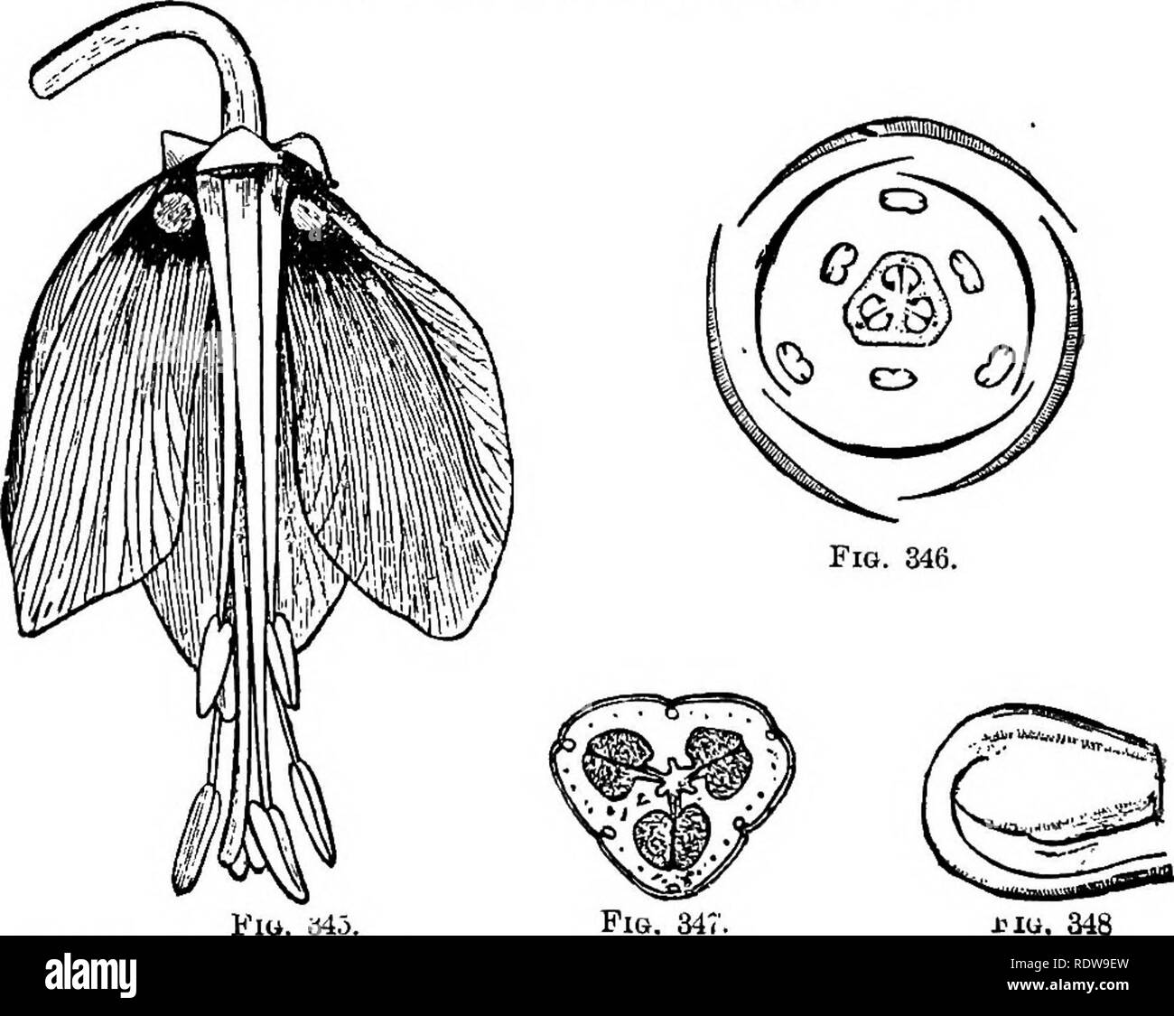 . Botany for high schools and colleges. Botany. 458 BOTANY. climates ...