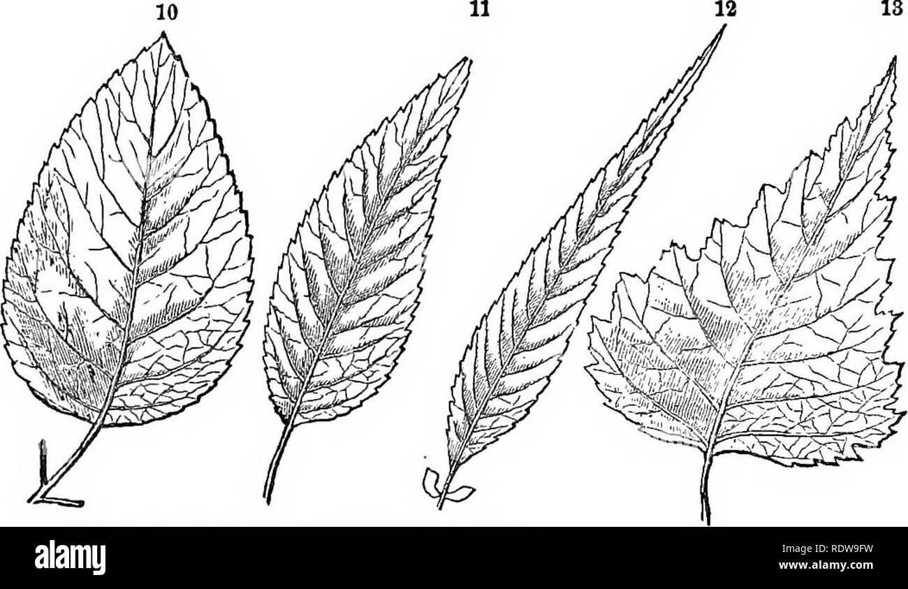 Ovate lanceolate leaf Black and White Stock Photos & Images - Alamy