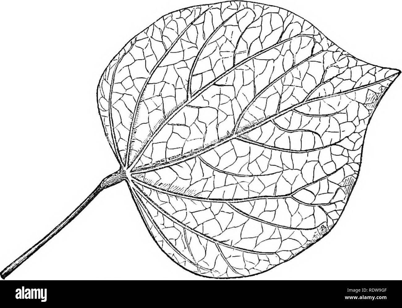 . Leaves and flowers : or, Object lessons in botany with a flora ...