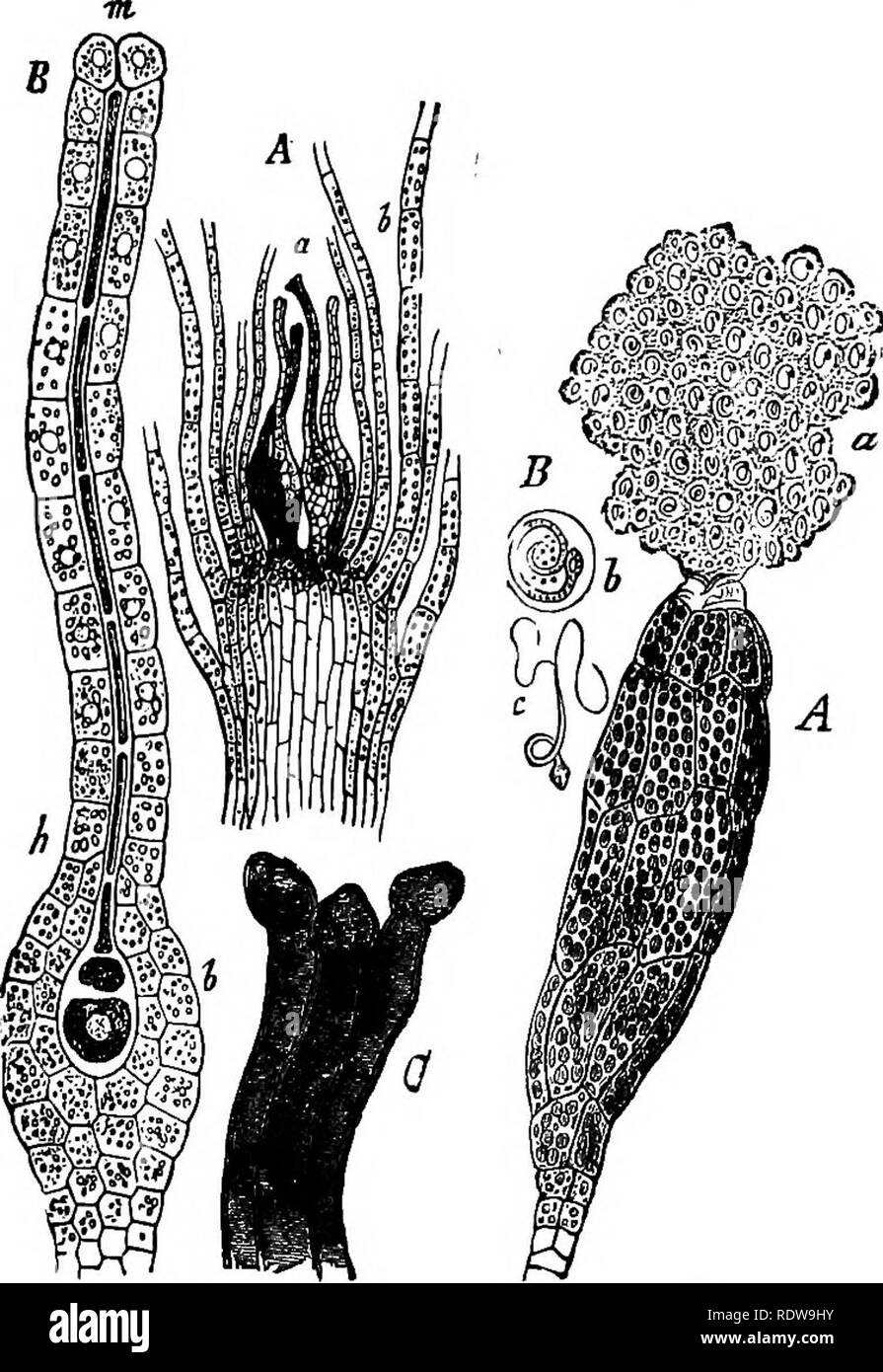 Moss antheridia hi-res stock photography and images - Alamy
