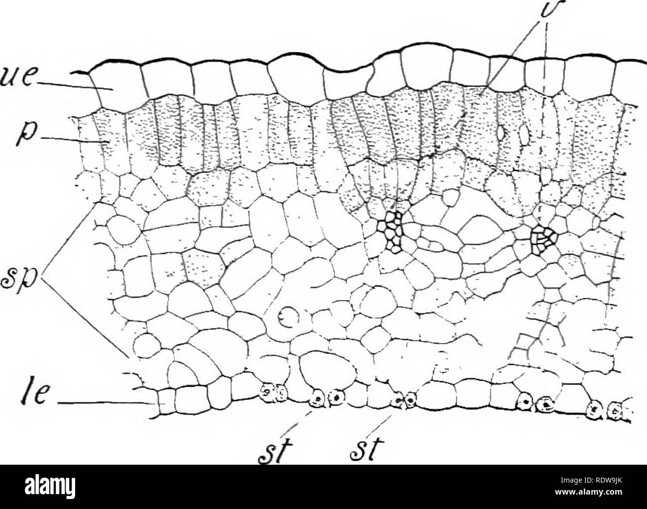 Secondary branches Cut Out Stock Images & Pictures - Alamy