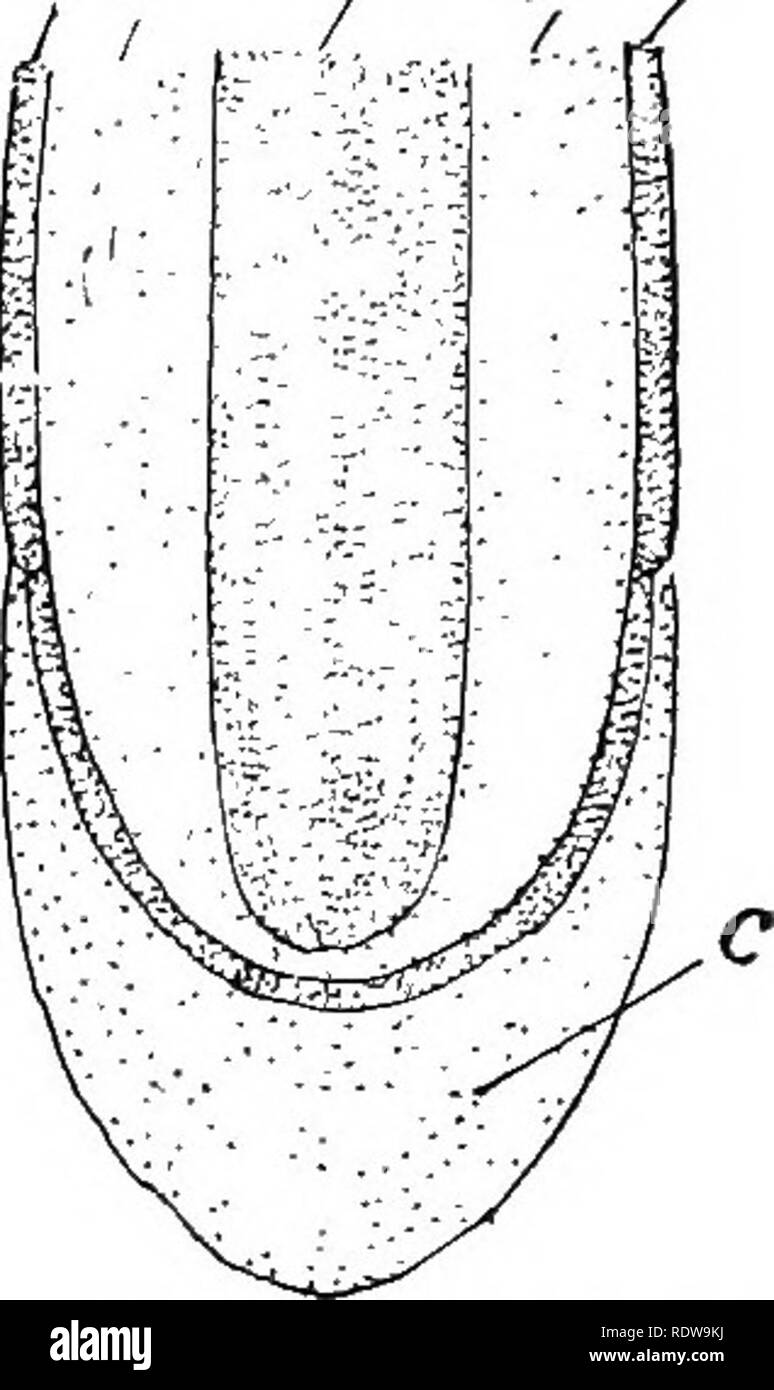 . Plants; a text-book of botany. Botany. Fig. 274. Section through root ...