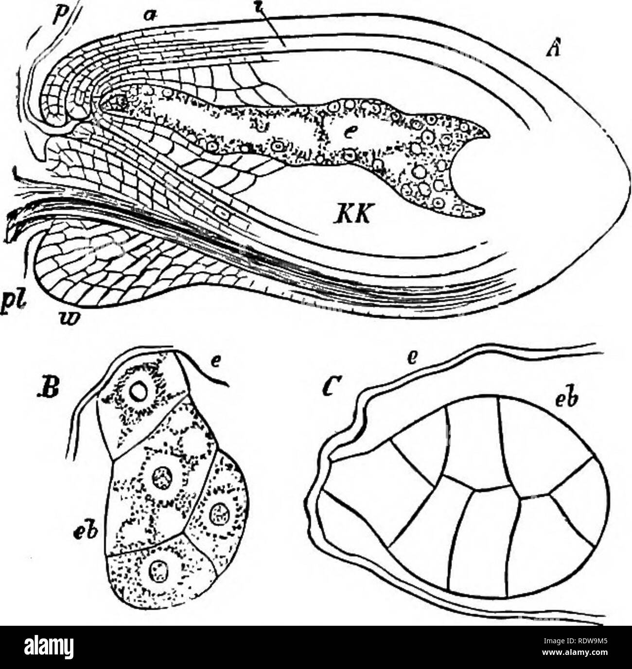 . Botany for high schools and colleges. Botany. 423 BOTANY. 532 ...