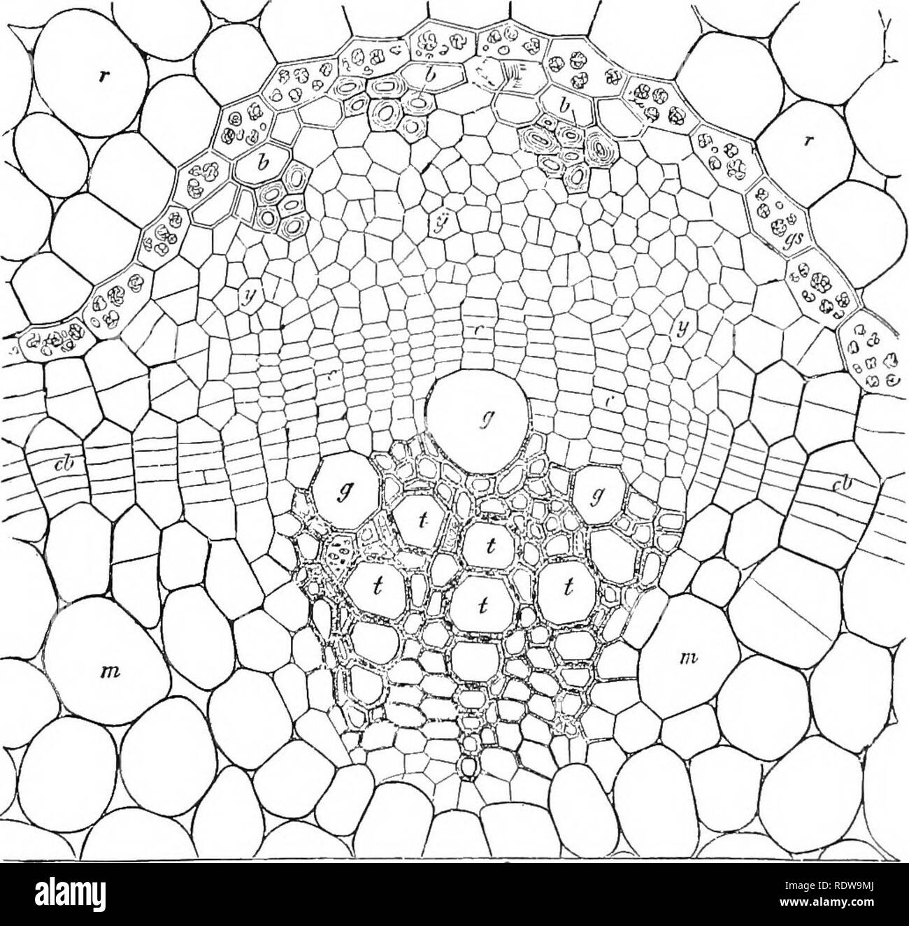 Cross section stem of vascular plants hi-res stock photography and ...