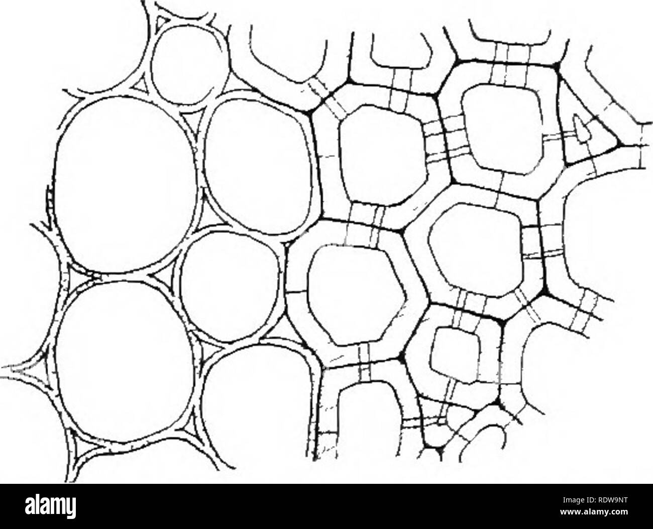 . Plants; a text-book of botany. Botany. DIFFERENTIATKiN OF TISSUES 281 ...