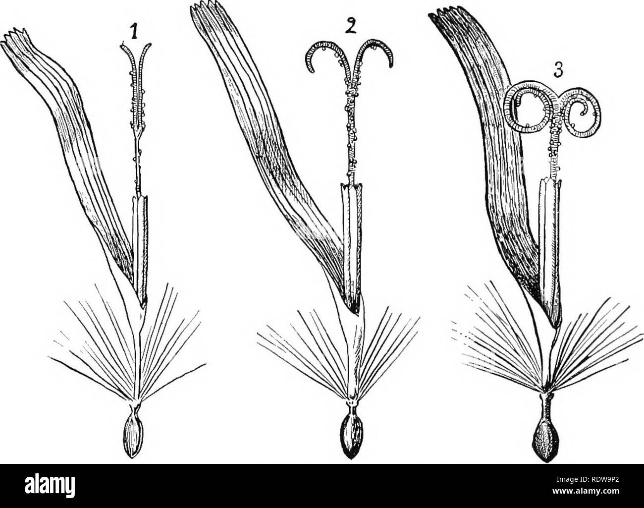 Carrying thistle seed hi-res stock photography and images - Alamy