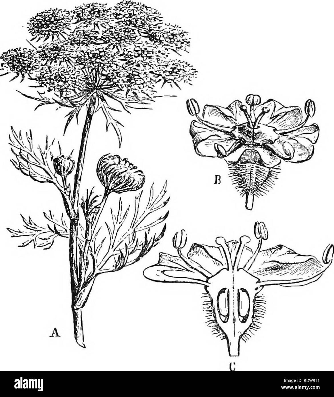 Zygomorphy Cut Out Stock Images & Pictures - Alamy