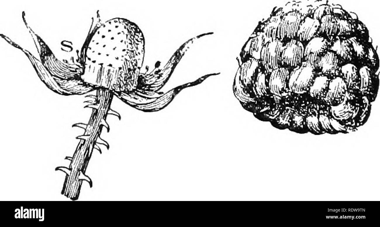 . Plants; a text-book of botany. Botany. Fig. 247. Diagram of crucifer ...