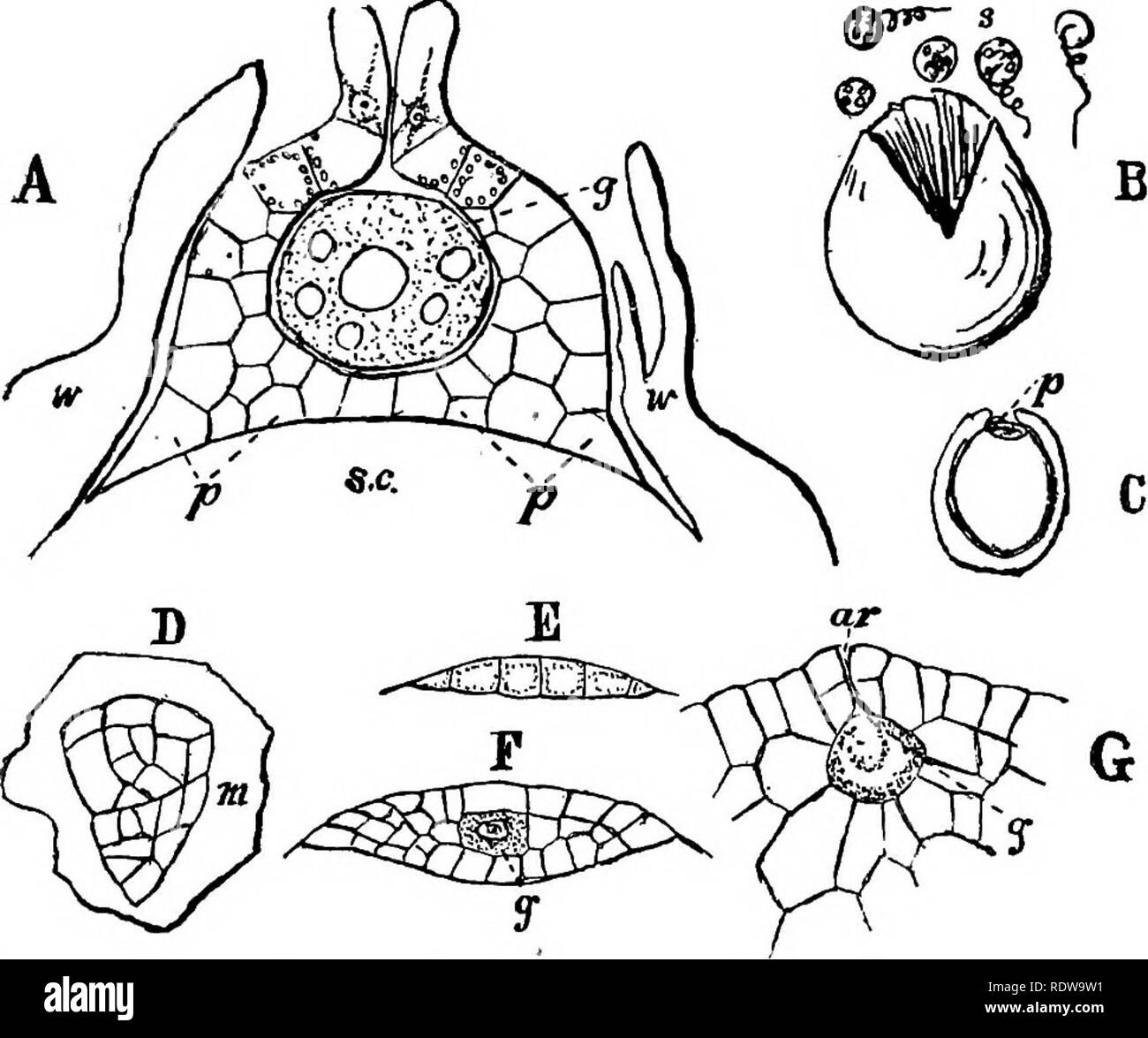Arranged in a triangular group Black and White Stock Photos & Images ...