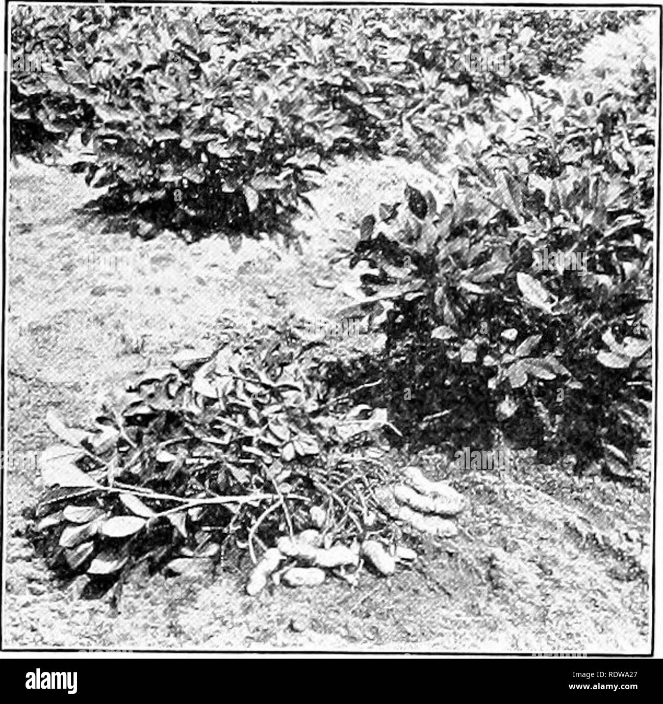 Grinding olive seeds Black and White Stock Photos & Images - Alamy