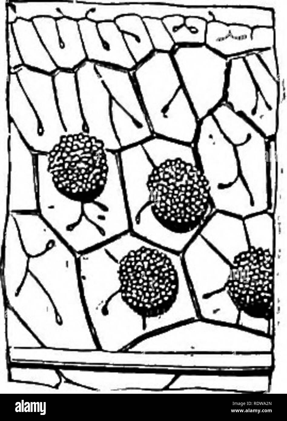 Basal cells layers Black and White Stock Photos & Images - Alamy