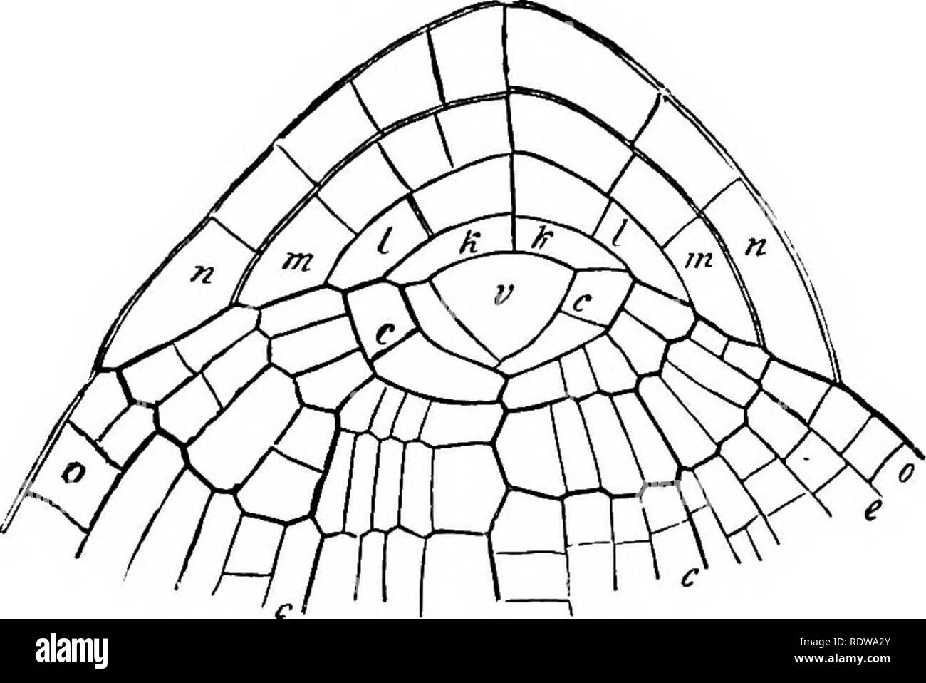 Longitudinal cut of the root apex hi-res stock photography and images ...