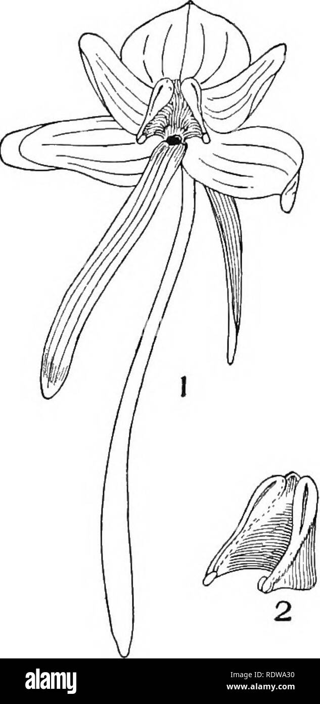 Stigmatic lip hi-res stock photography and images - Alamy