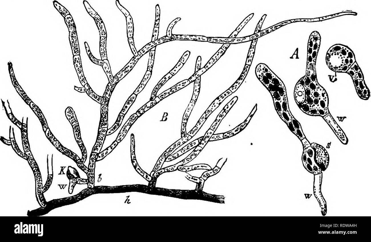 . Botany for high schools and colleges. Botany. 356 BOTANY. exospore ...