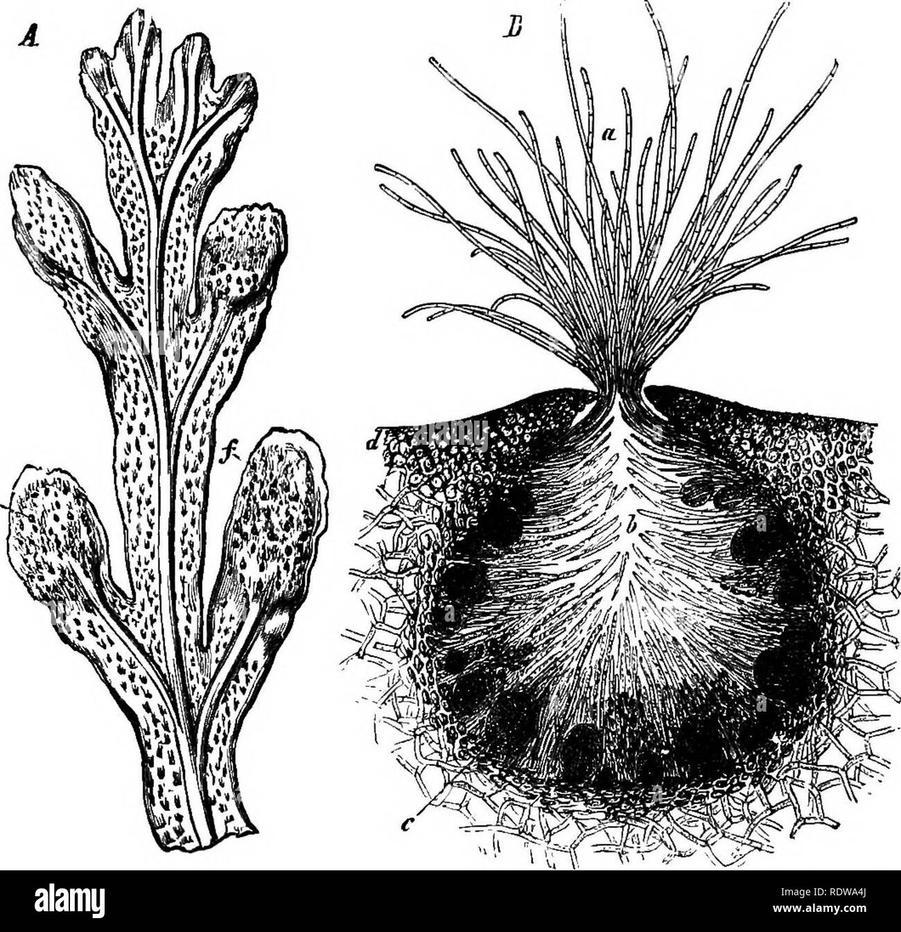 Oogonia cells Cut Out Stock Images & Pictures - Alamy
