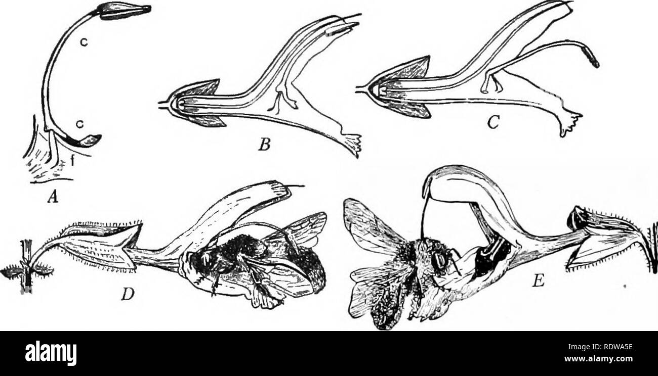 Insect pollinated plants Black and White Stock Photos & Images - Alamy