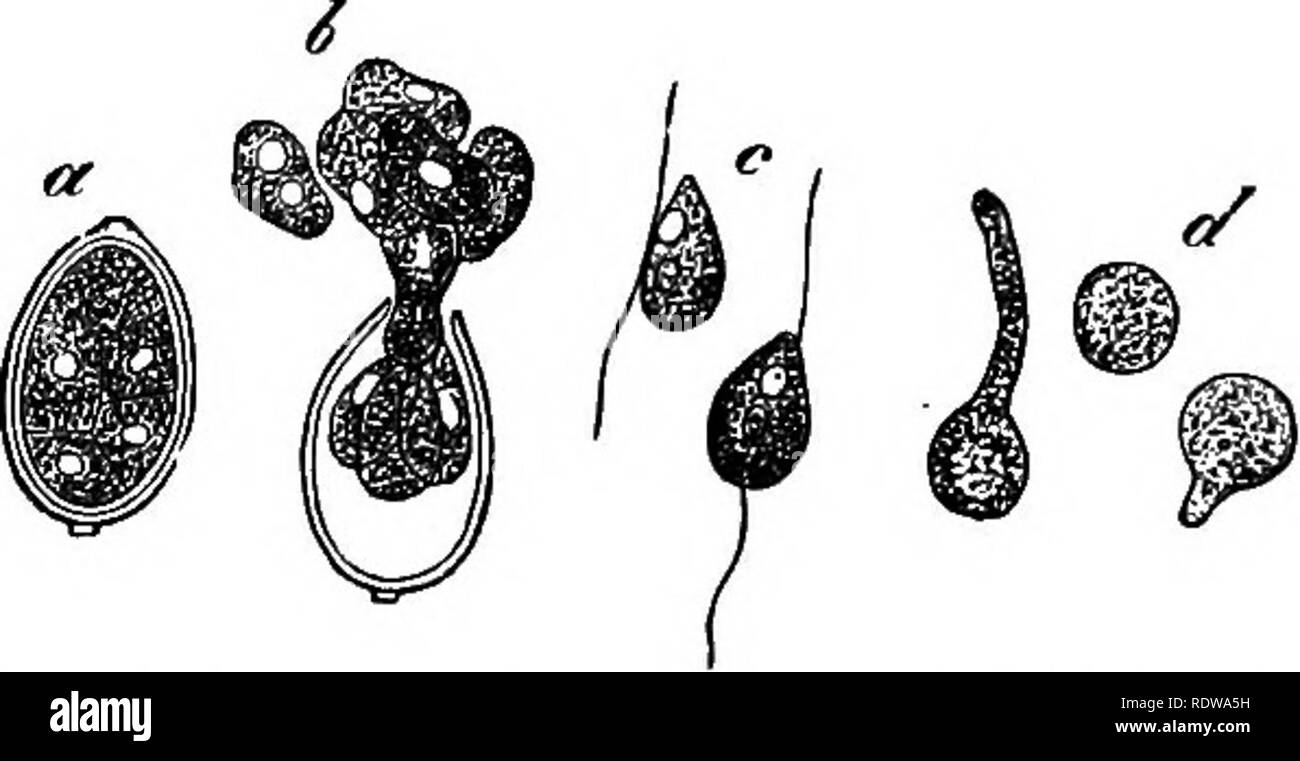 . Botany for high schools and colleges. Botany. 260 BOTANY. the conidia ...