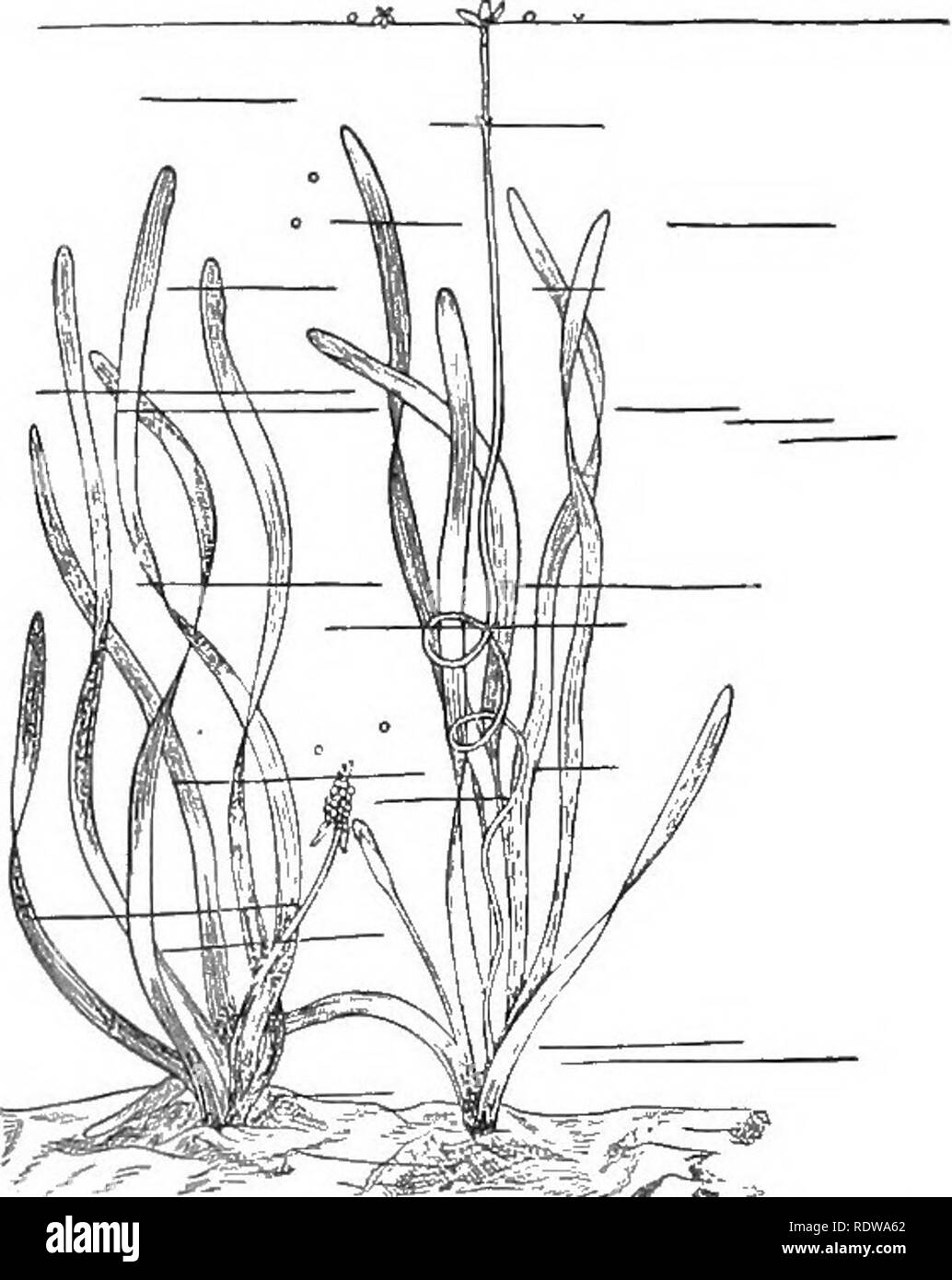 Dandelion like daisy hi-res stock photography and images - Alamy