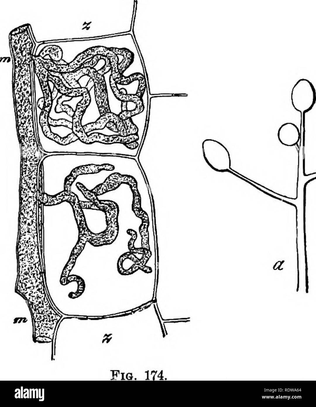 Saprolegnia Black and White Stock Photos & Images - Alamy