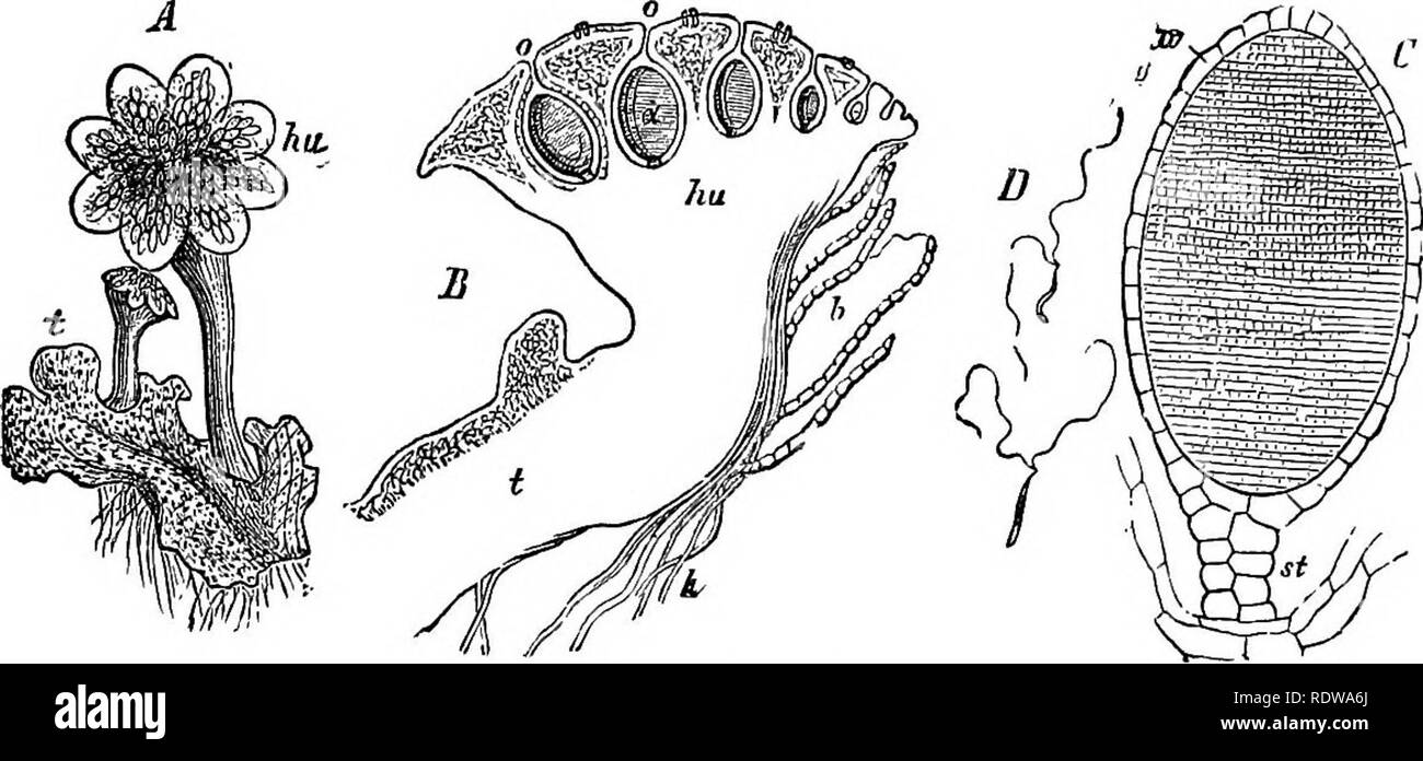 Marchantia Diagram