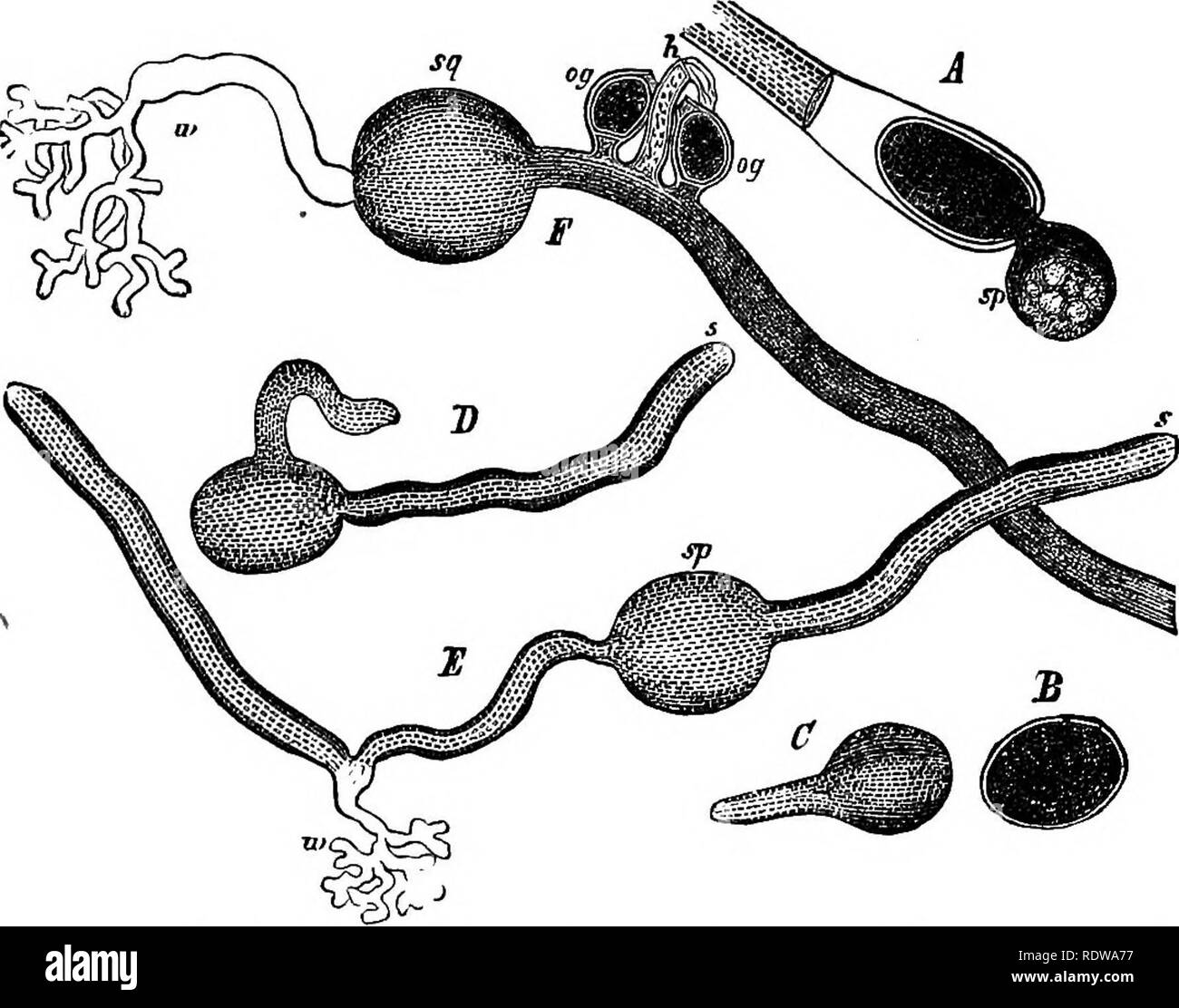 Vaucheria sessilis Black and White Stock Photos & Images - Alamy