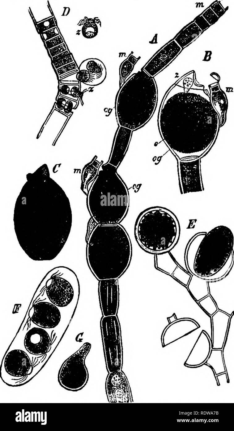 . Botany for high schools and colleges. Botany. 348 BOTANY. consists of ...