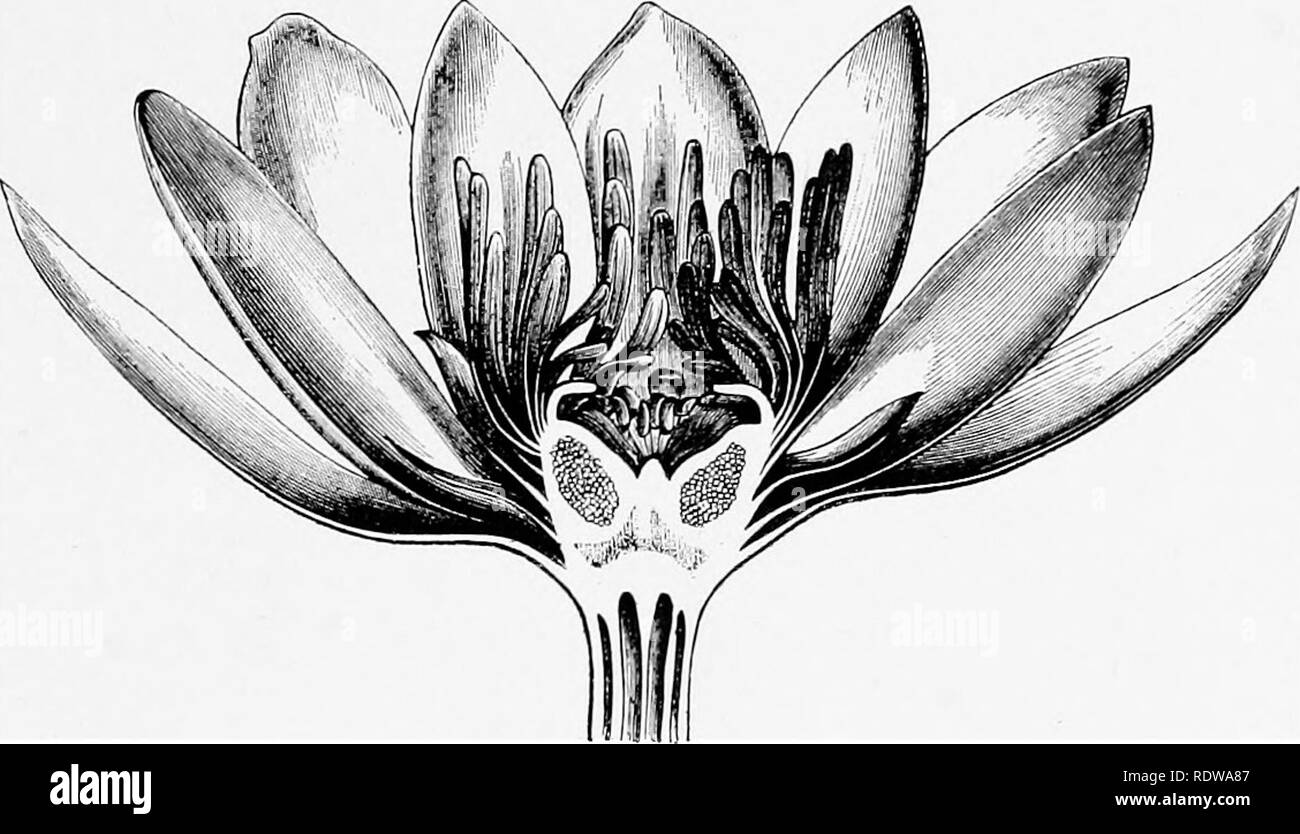 Parts of a flower head Black and White Stock Photos & Images - Alamy