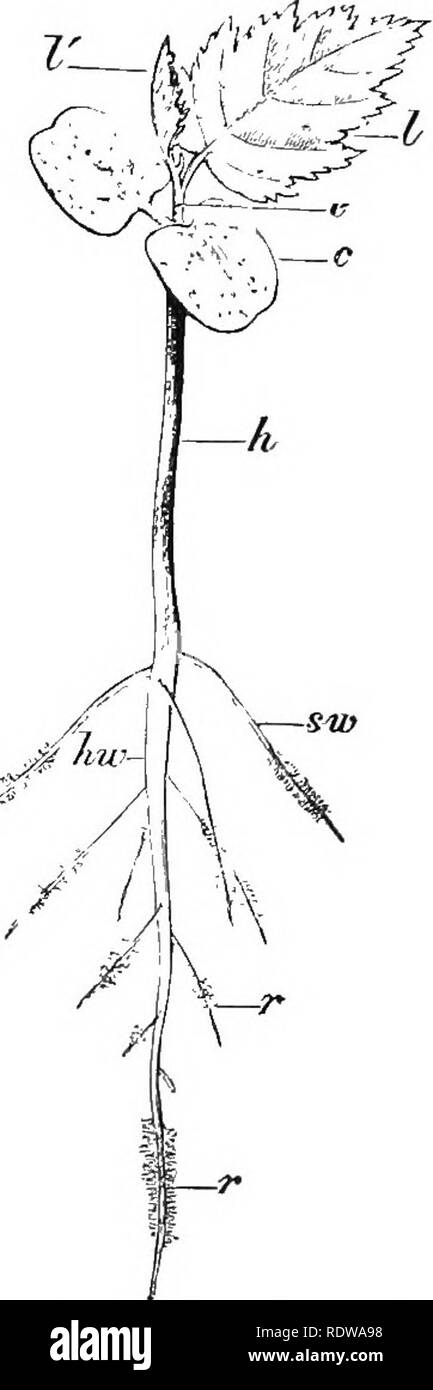 Lateral appendage Black and White Stock Photos & Images - Alamy